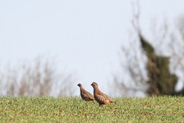 A Fine Day... a hint of summer... and an adventurous fox | Everything ...