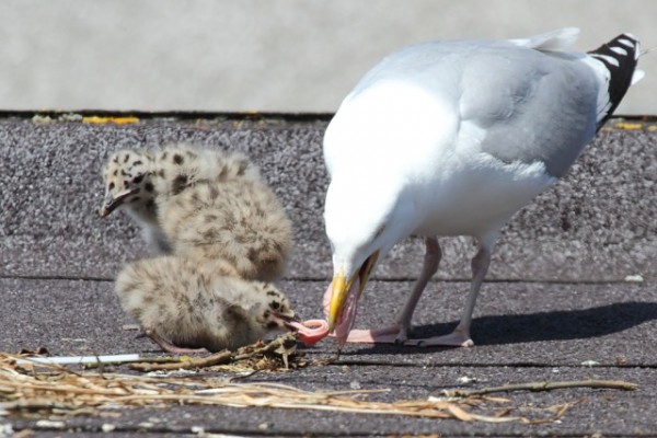 Herring Gulls Chicks, plus a leaping fish!!! | Everything is Permuted