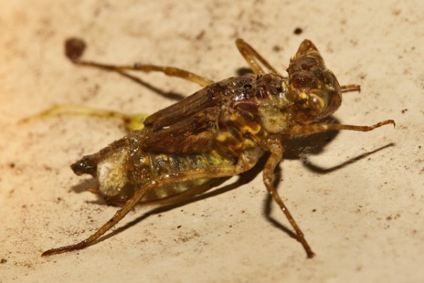 Buzzards, Hawkmoths, Horses and more dragonfly nymphs | Everything is ...