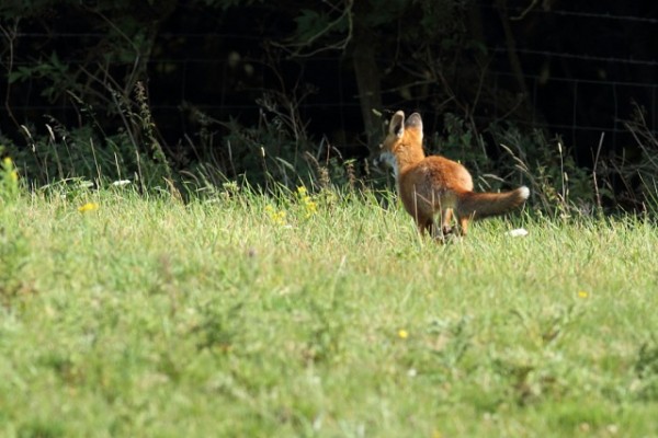 Foxes in the field (photo special) | Everything is Permuted