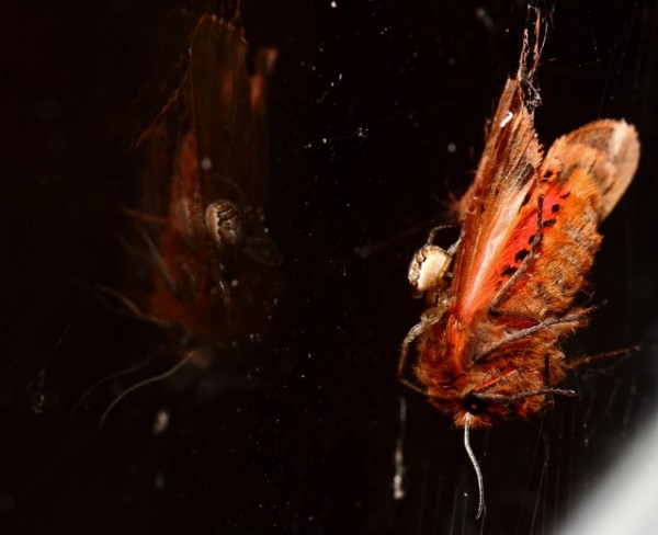 Small Spider, Large Moth | Everything is Permuted