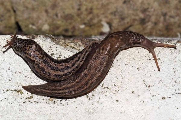Leopard Slugs Mating | Everything is Permuted