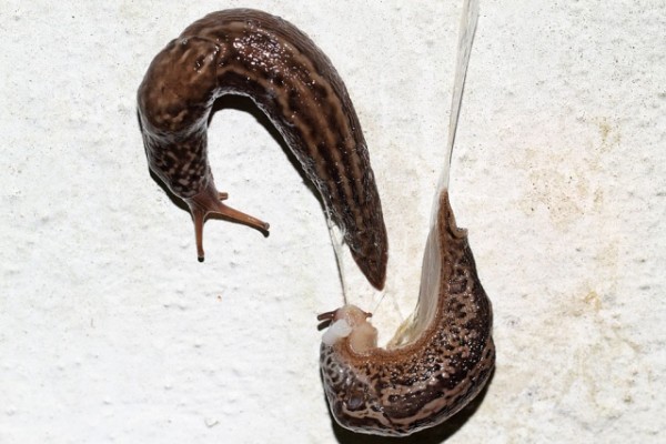 Leopard Slugs Mating | Everything is Permuted