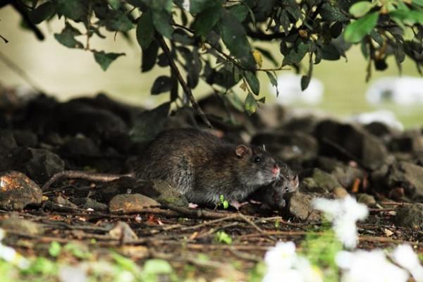 Rats at the Pond (photo special) | Everything is Permuted