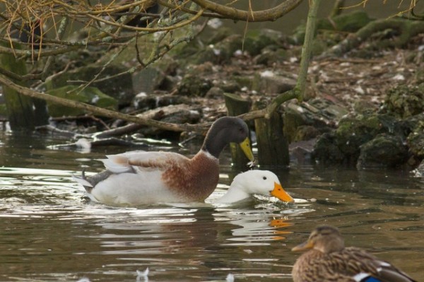 Golden Sunrise, Some Frisky Ducks, and a Black Redstart | Everything is ...