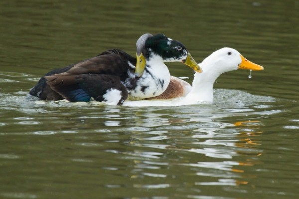 Ménage à trois (duck style) | Everything is Permuted