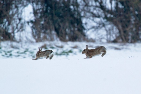 Rabbits in Snow (photo special) | Everything is Permuted