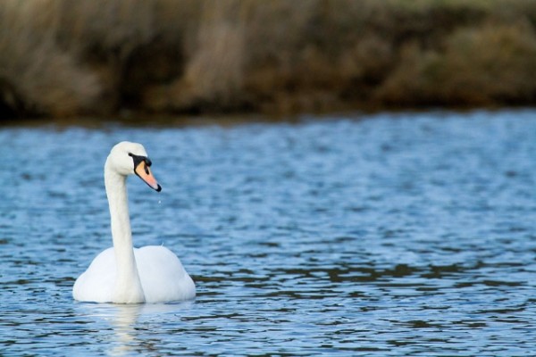 Swans (plus a couple of fox photos) | Everything is Permuted