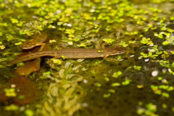 Frog Spawn and Newts (Photo Special) | Everything is Permuted
