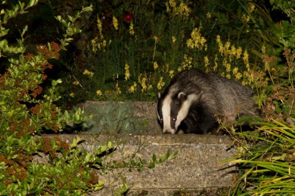 Badger Watch (photo special) | Everything is Permuted