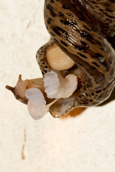 Rabbit, Greylag, and those mating Leopard Slugs | Everything is Permuted