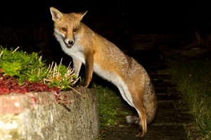 A New Face A New Fox | Everything is Permuted