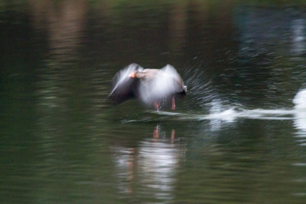 Greylag goose gets goosed by a cormorant. | Everything is Permuted
