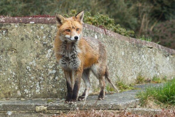 Finally a Fox! | Everything is Permuted
