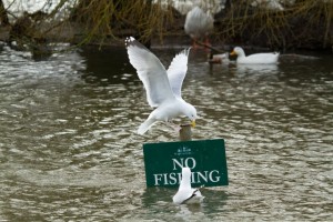 Black and White | Everything is Permuted