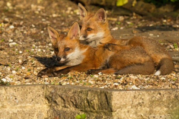 Fox Cubs at Play and a Kestrel Hunting | Everything is Permuted