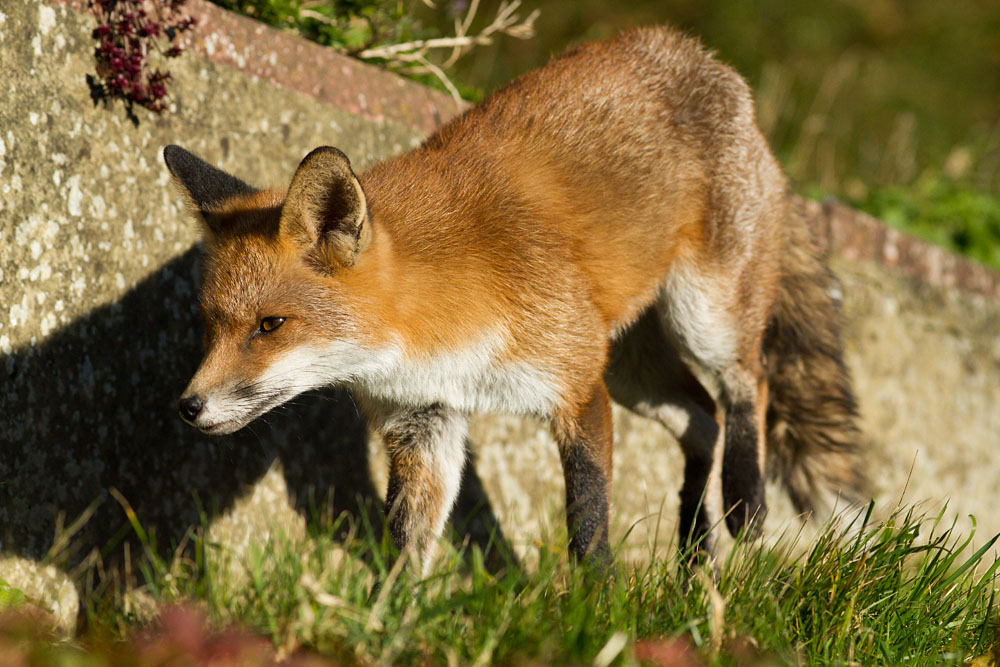 Four Pretty Pictures (fox special) | Everything is Permuted