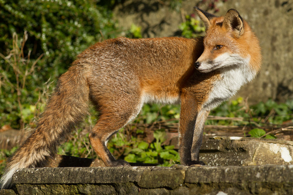 Four Pretty Pictures (fox special) | Everything is Permuted