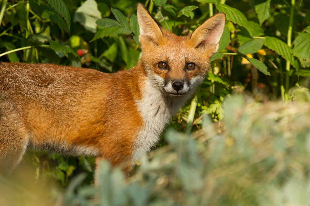 Fox Cubs | Everything is Permuted