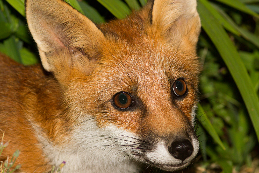 Fox Cubs | Everything is Permuted