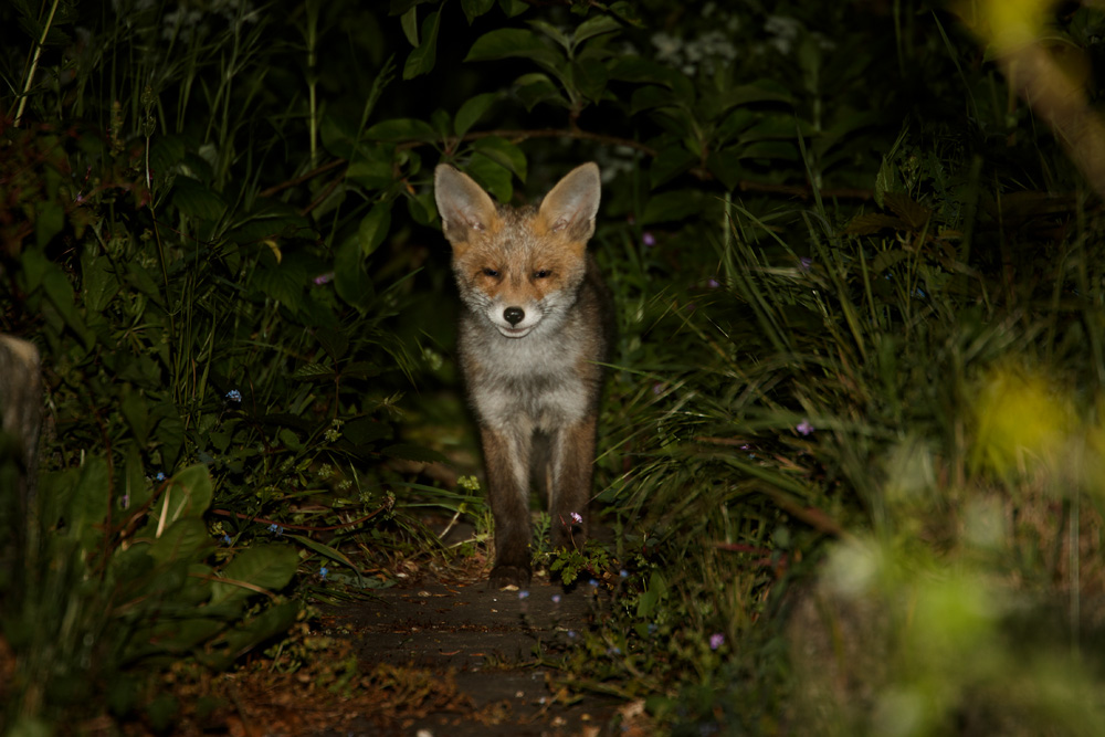 Fox Cub | Everything is Permuted