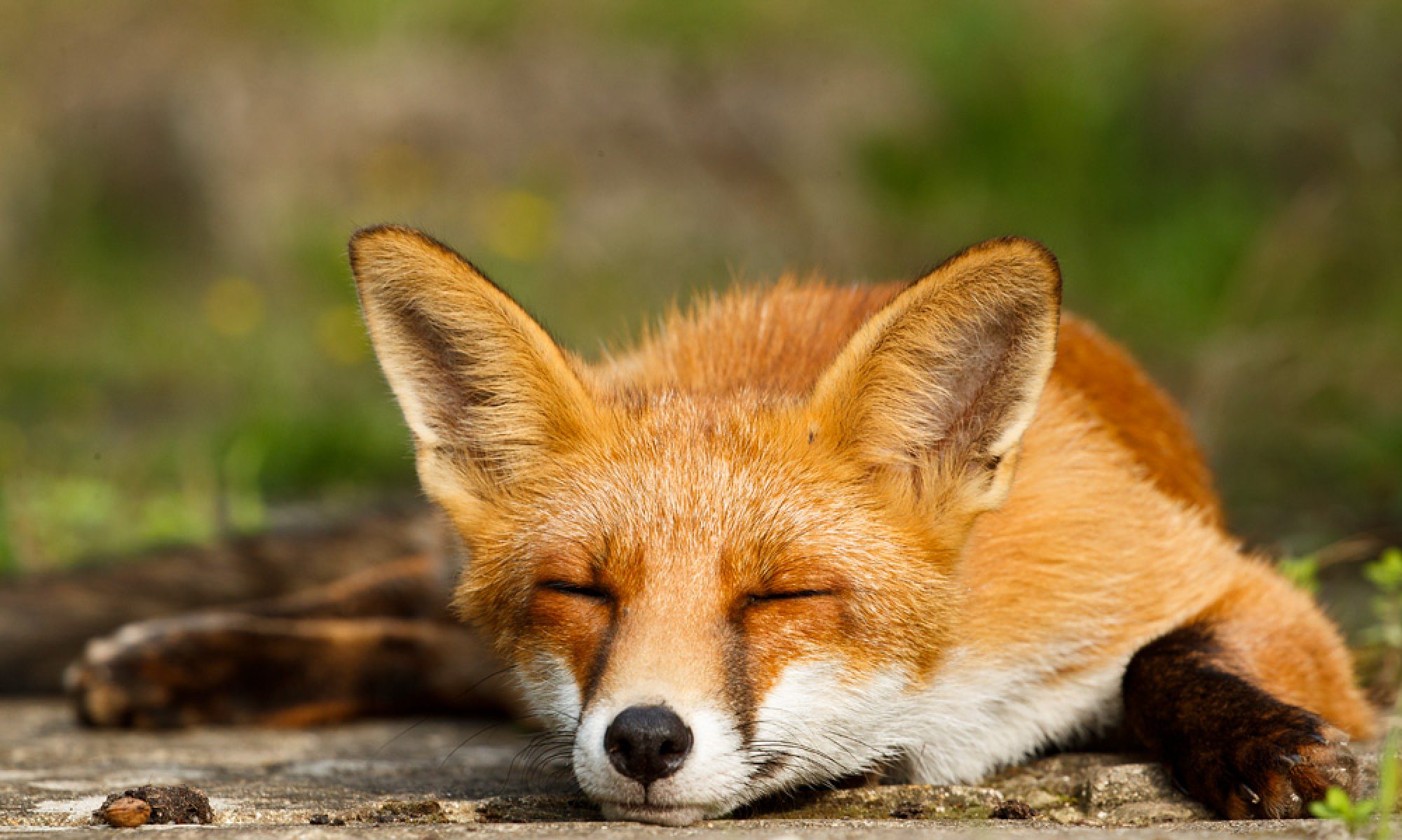 cropped-fox_long-nose_3008182340.jpg | Everything is Permuted