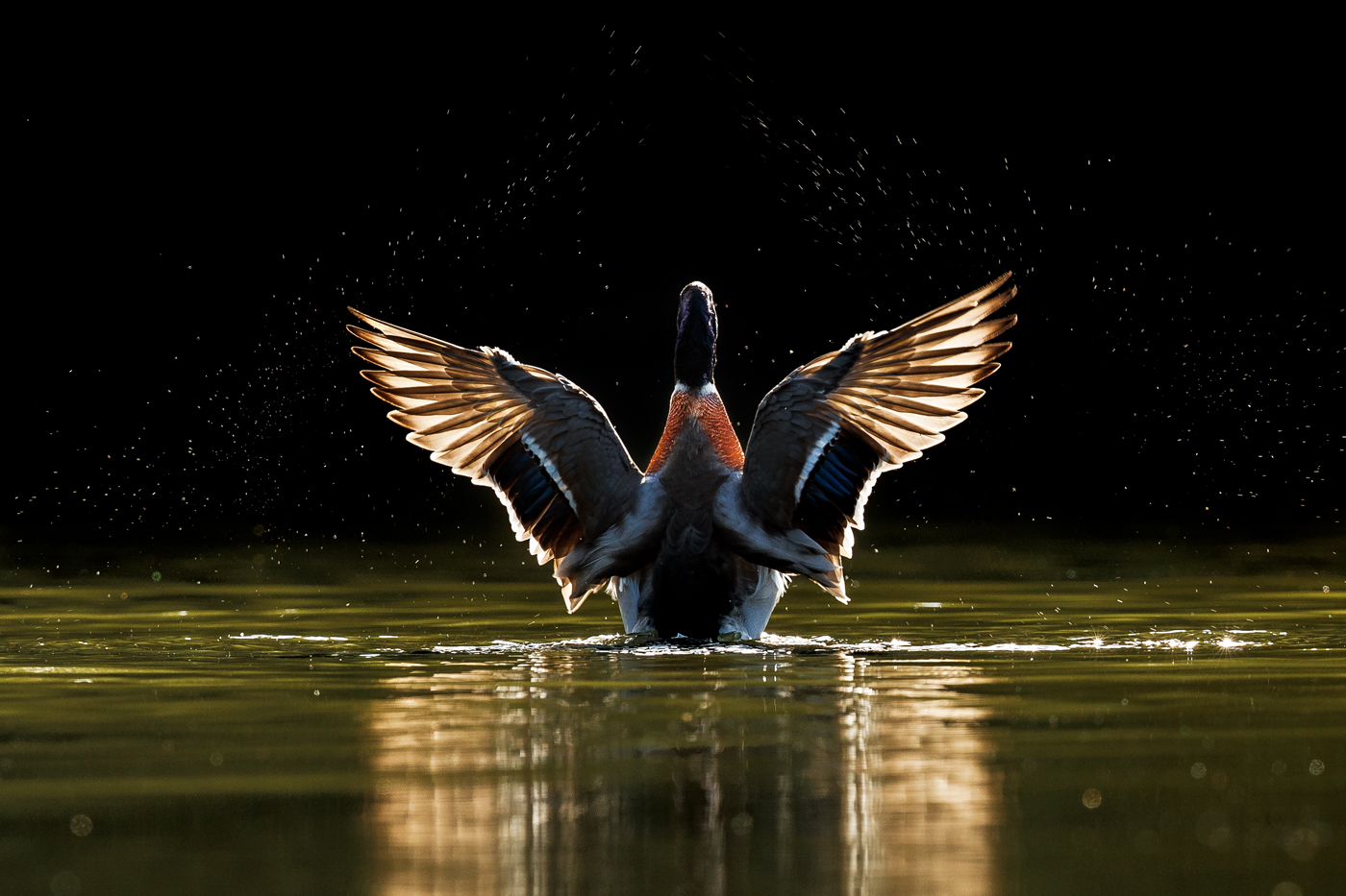 Wild Fowl | Everything is Permuted